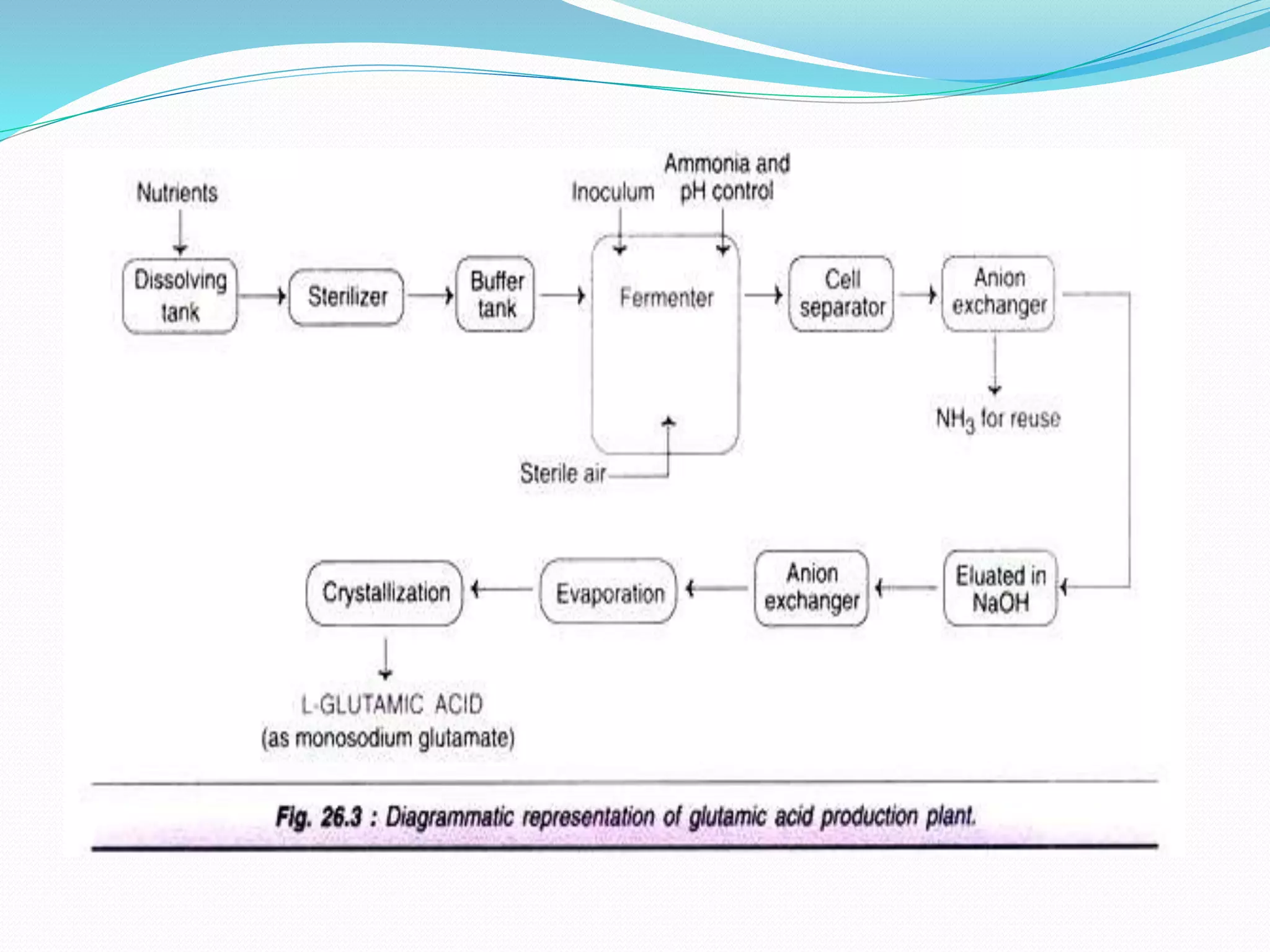 Lactic Acid Cheese Glutamic Production Ppt