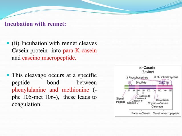 Lactic Acid Cheese Glutamic Production Ppt