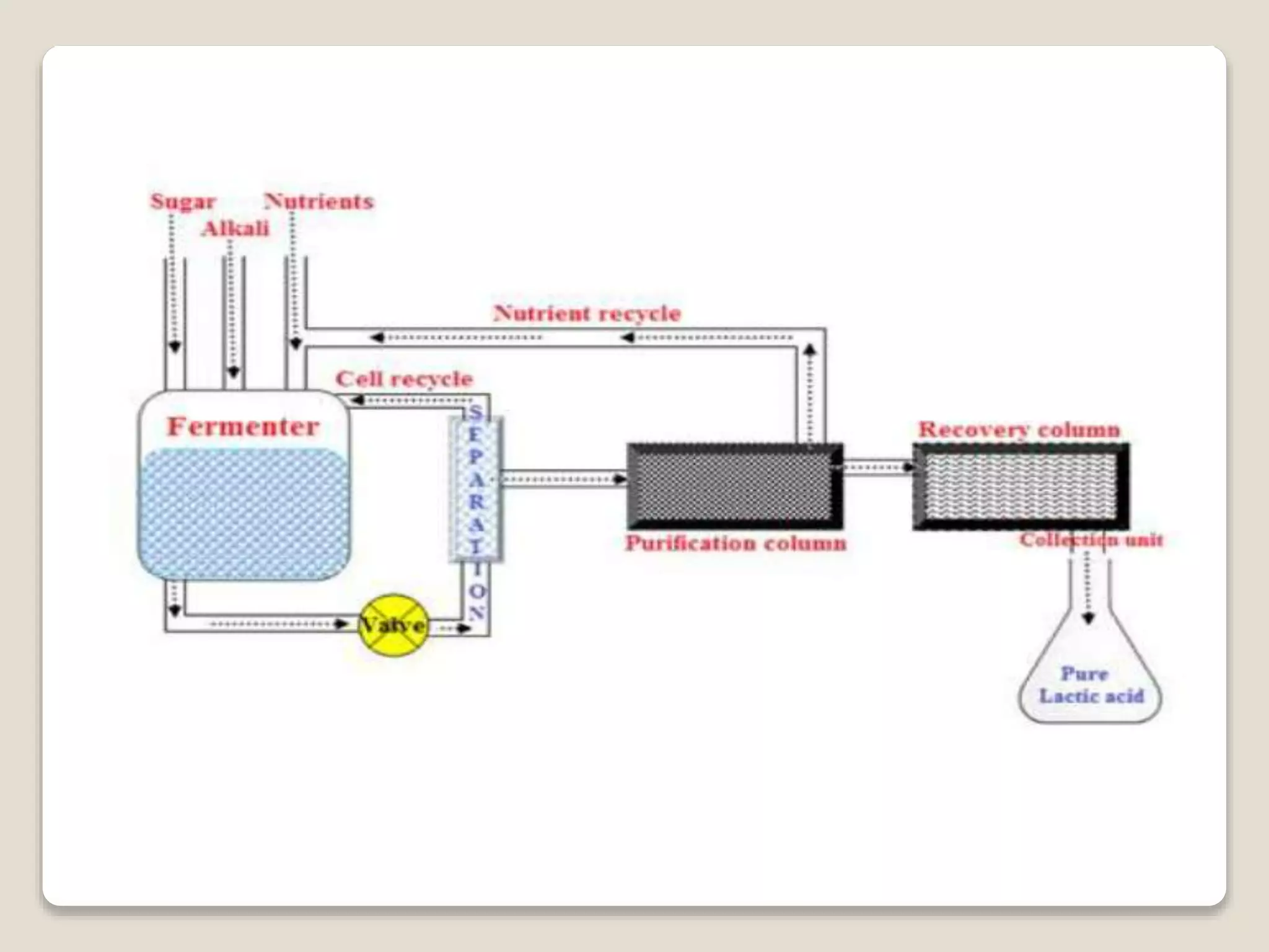 Lactic acid fermentation | PPTX