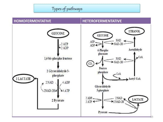 Lactic acid fermentation | PPTX | Chemistry | Science