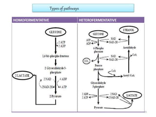 Lactic Acid Fermentation Equation