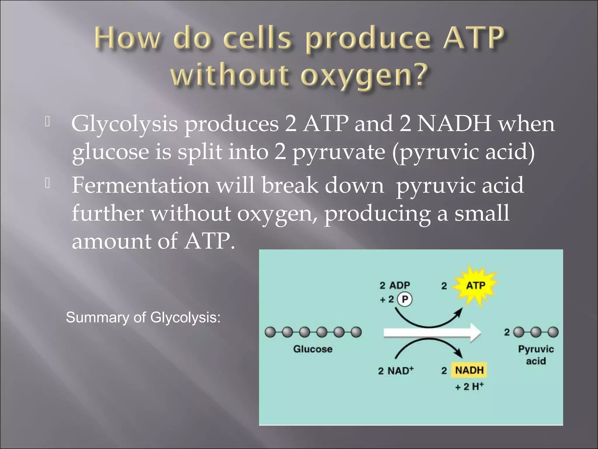 Lactic acid fermentation | PPT