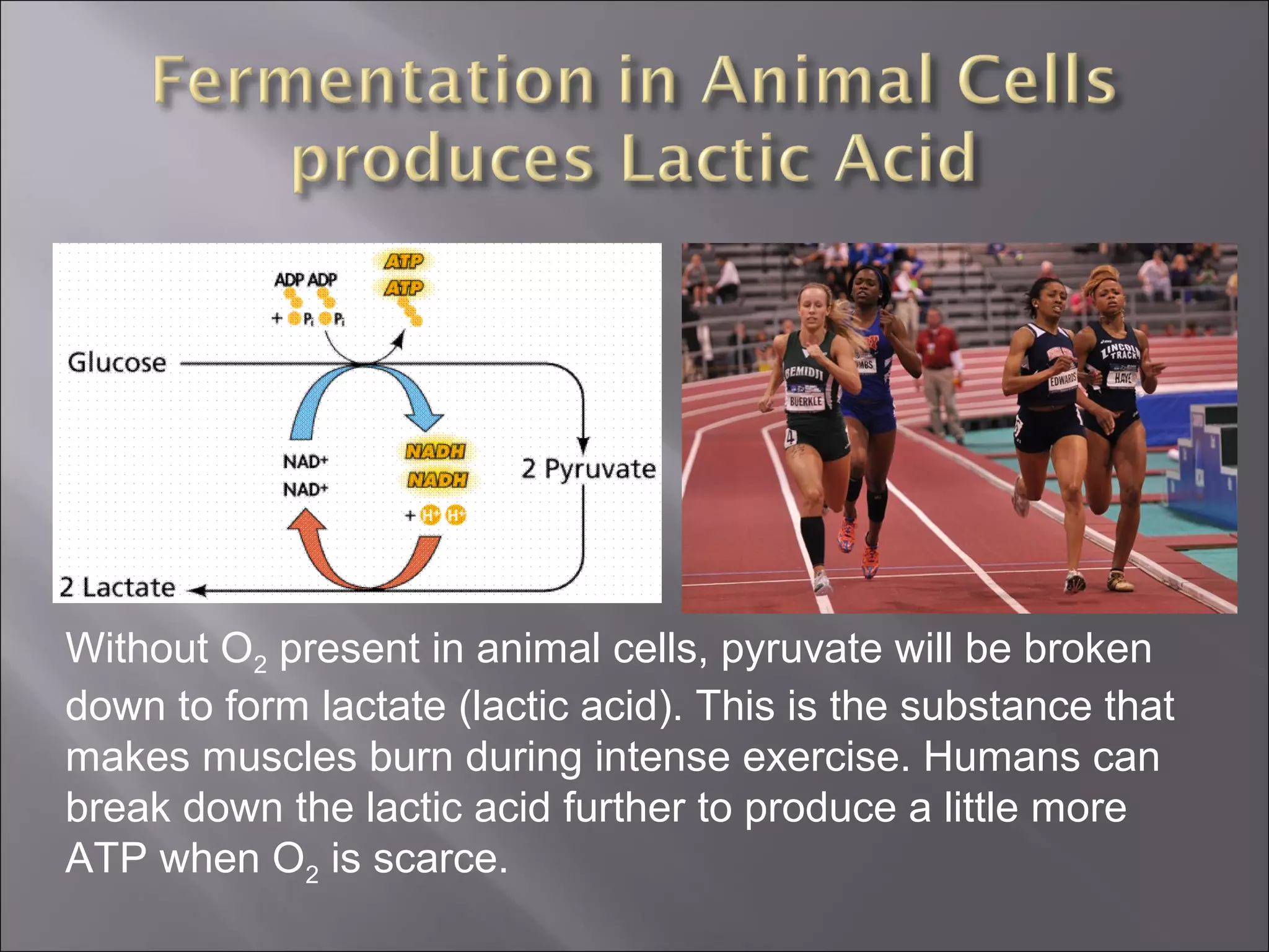 Lactic acid fermentation | PPT