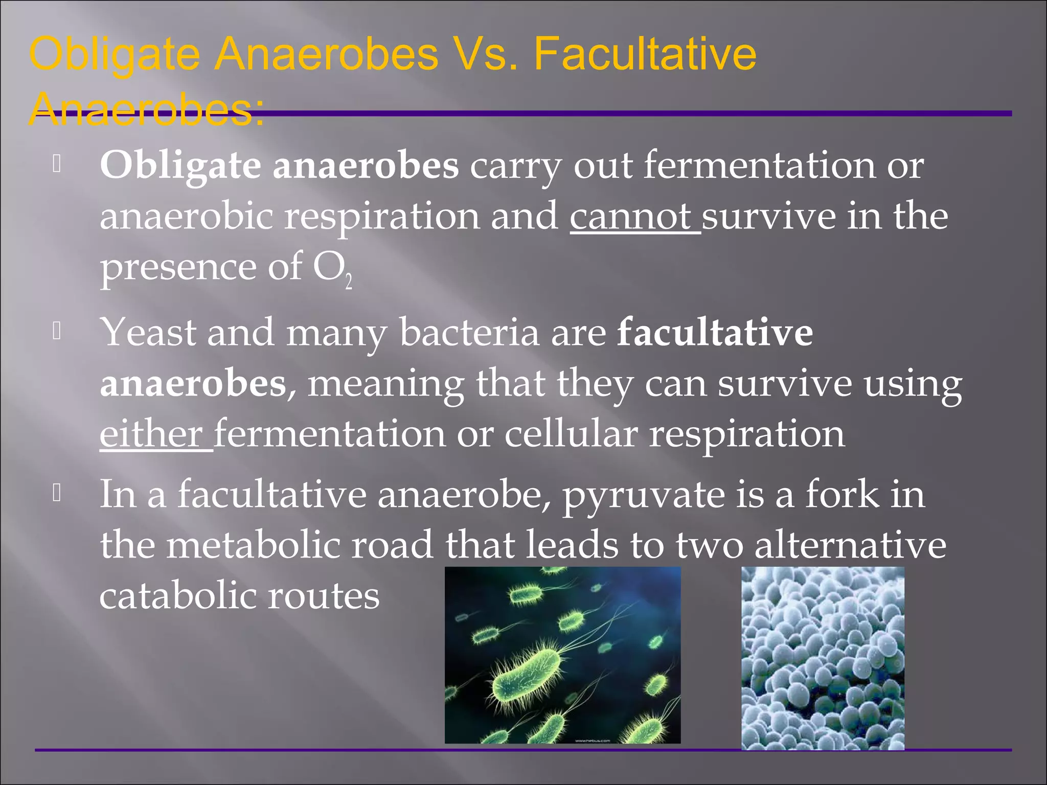 Lactic acid fermentation | PPT