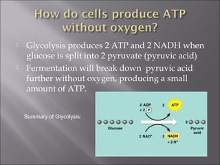 Lactic acid fermentation | PPT