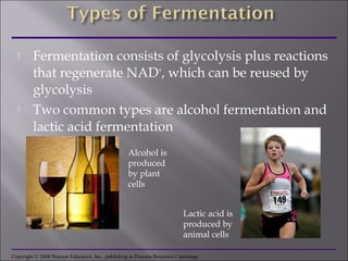 Lactic acid fermentation | PPT