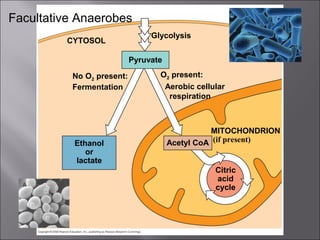 Lactic acid fermentation | PPT
