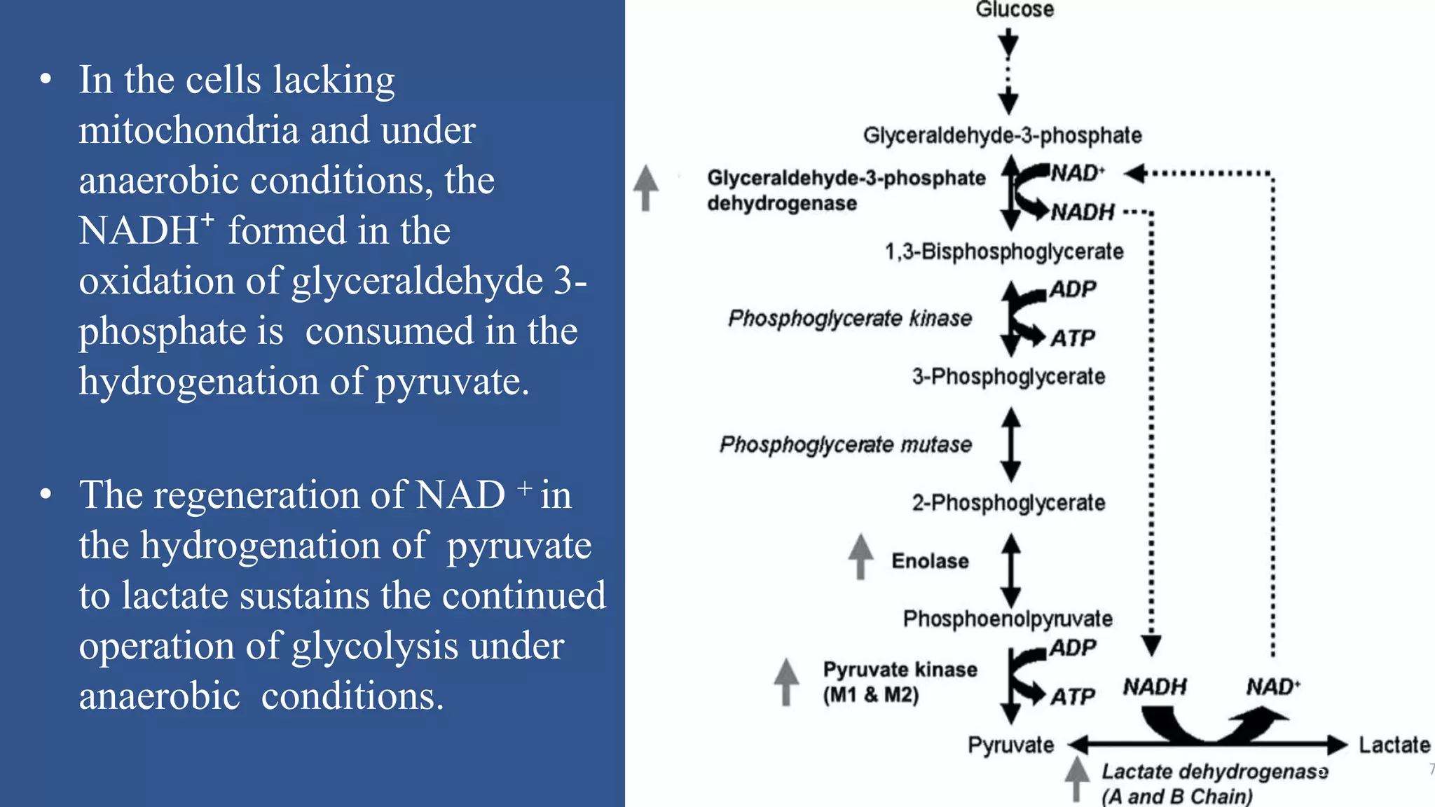 Lactic acidosis | PPTX