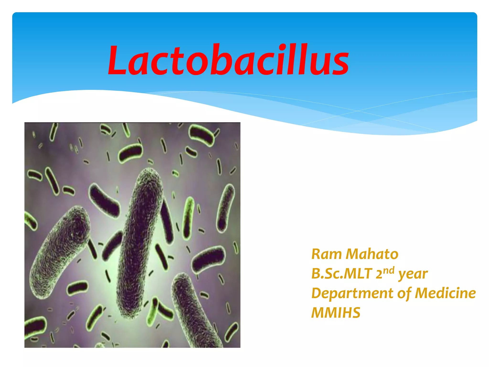 Lactobacillus | PPTX