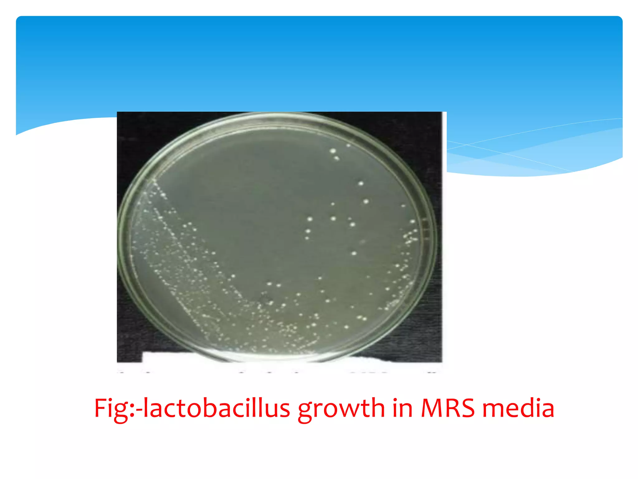 Lactobacillus | PPTX