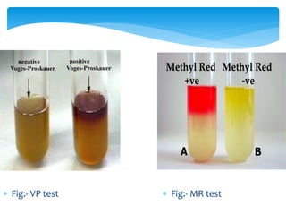 Lactobacillus | PPTX