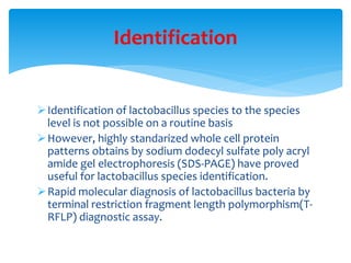 Lactobacillus | PPTX