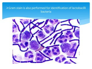 Lactobacillus Gram Stain