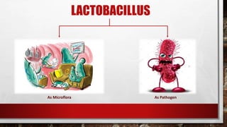 Lactobacillus bacteremia and liver abscess | PPTX
