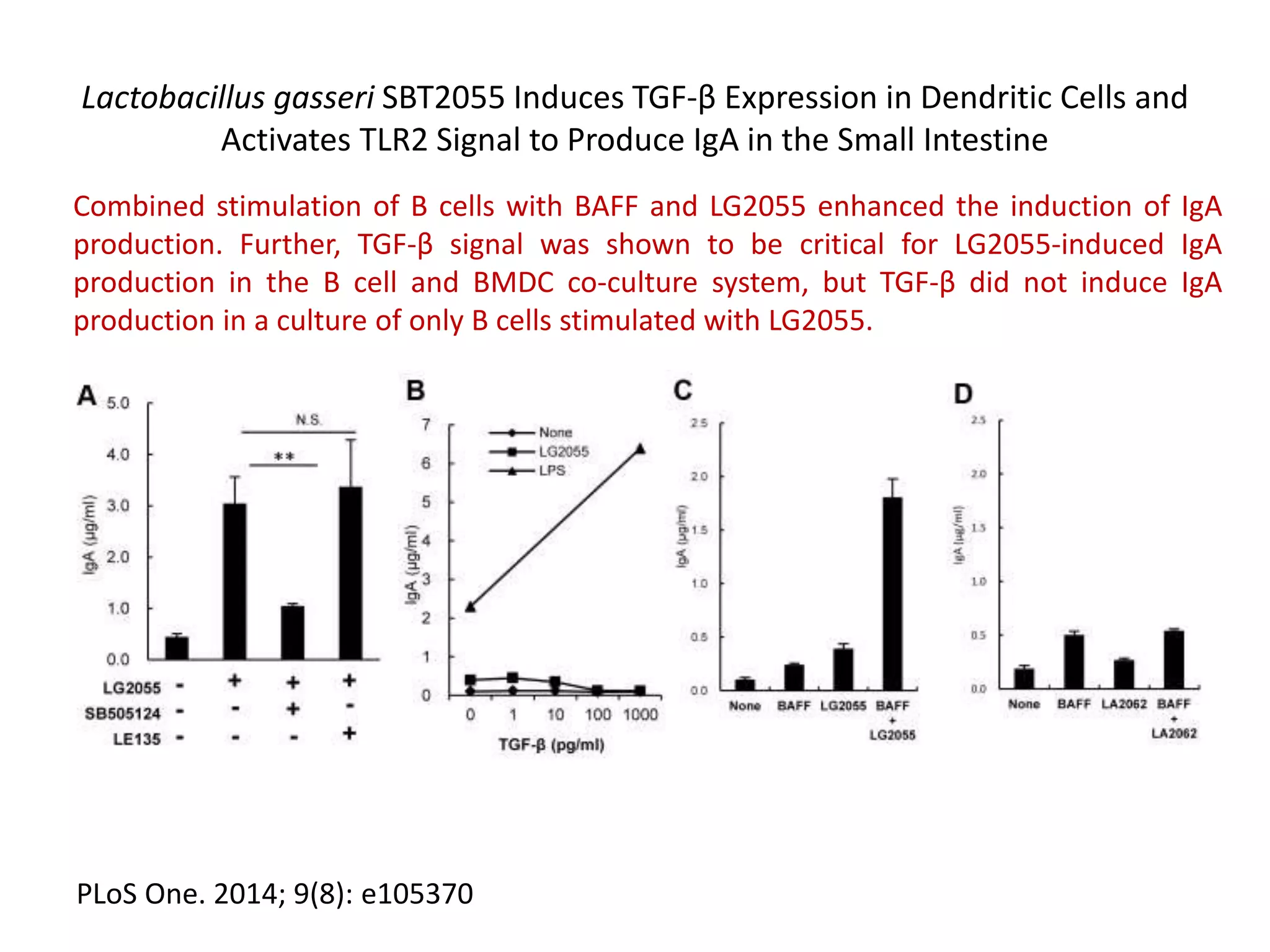 Lactobacillus gasseri SBT2055 (Lactic Acid Bacteria) | PPTX