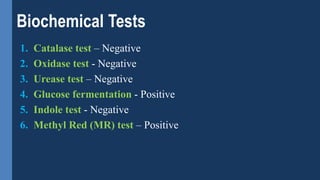 Lactobacillus plantarum - Beneficial Bacteria | PPTX
