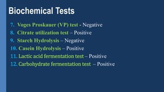 Lactobacillus plantarum - Beneficial Bacteria | PPTX
