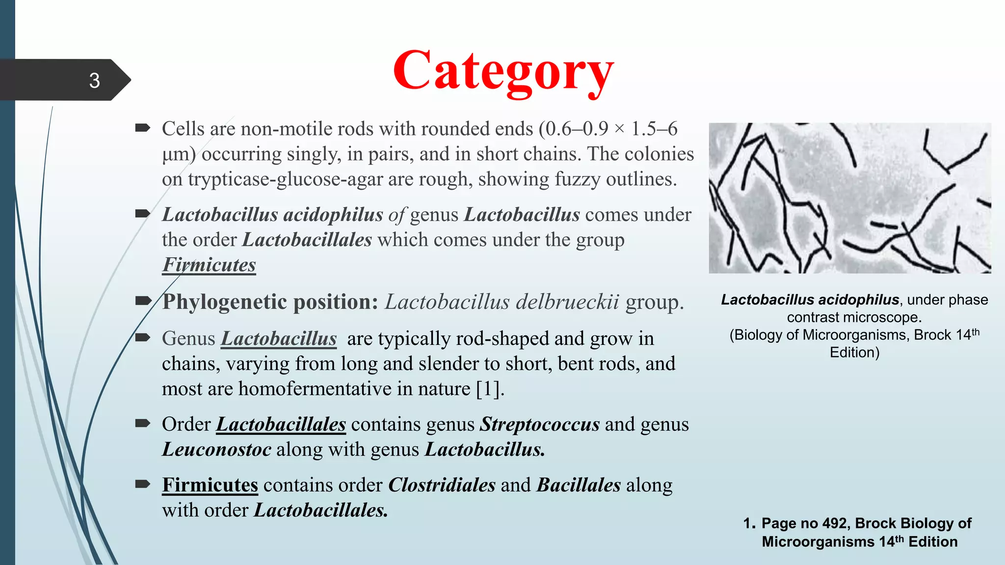 Lactobacillus spp | PPTX