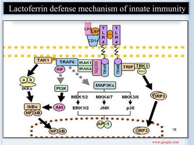 Lactoferrin | PPTX