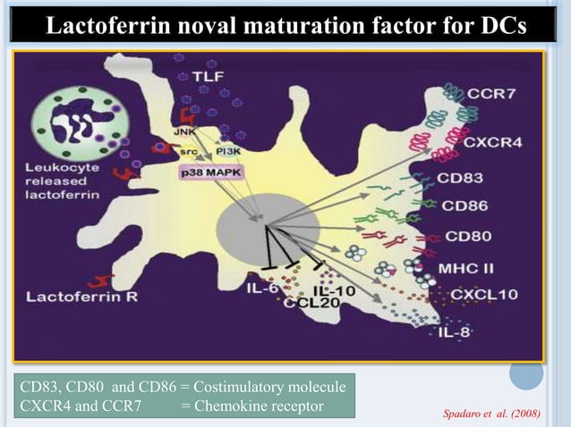 Lactoferrin | PPTX