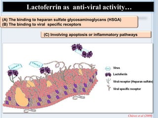 Lactoferrin | PPT