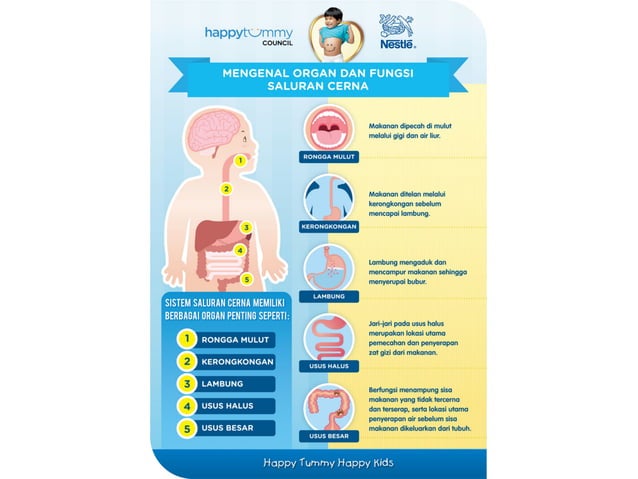 Lactogen leaflet mengenal organ saluran cerna | PDF
