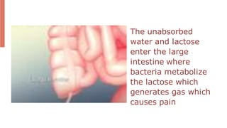 the Lactose Intolerance deficiency .pptx