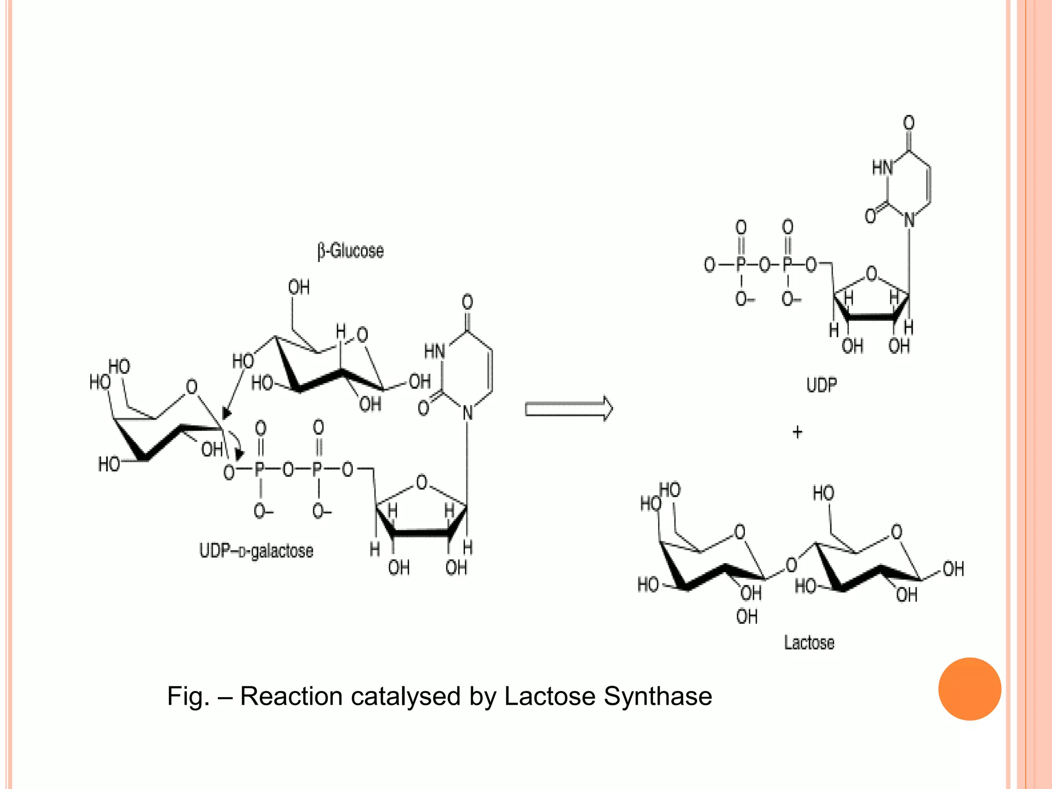 LACTOSE SYNTHASE.pptx