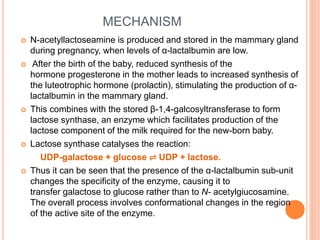 LACTOSE SYNTHASE.pptx