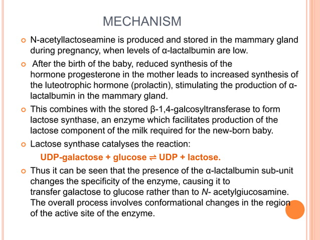 LACTOSE SYNTHASE.pptx | Chemistry | Science