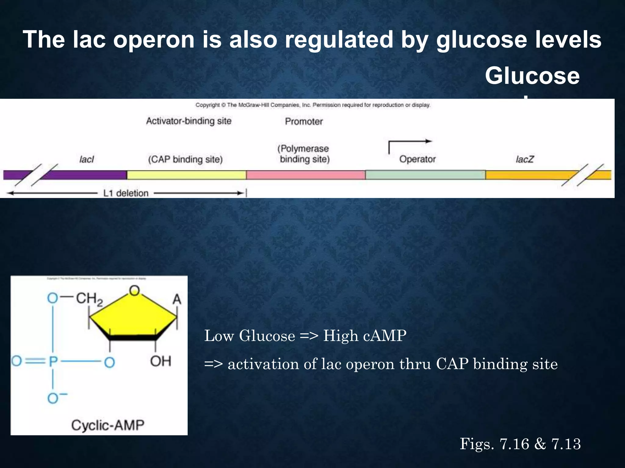 Lac & Trp operon | PPTX