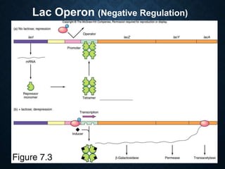Lac & Trp operon | PPTX