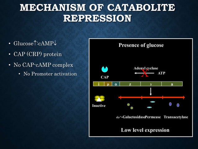 Lac & Trp operon | PPTX | Endocrine and Metabolic Diseases | Diseases ...