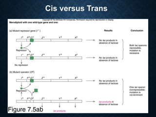 Lac & Trp operon | PPTX