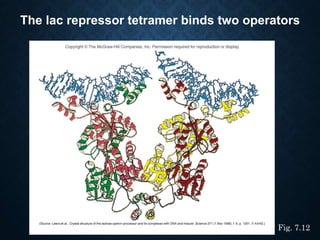 Lac & Trp operon | PPTX