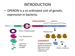 lac operon and trp operon ppt | PPTX
