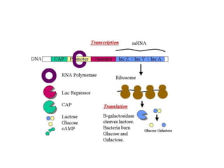 lac operon and trp operon ppt | PPTX