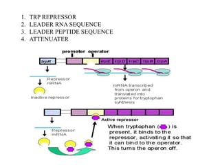 lac operon and trp operon ppt | PPTX