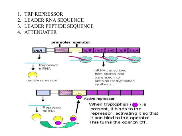 lac operon and trp operon ppt | PPTX