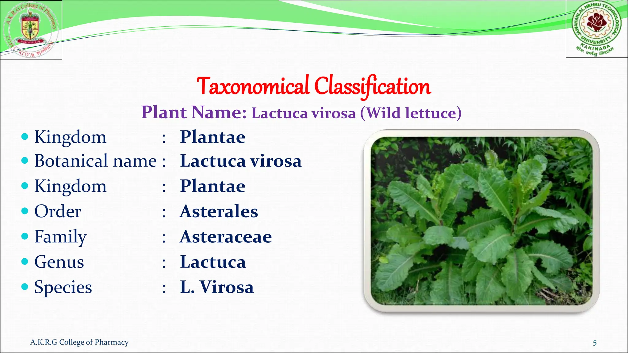 lactuca virosa leaves extract antioxidant activity.pptx