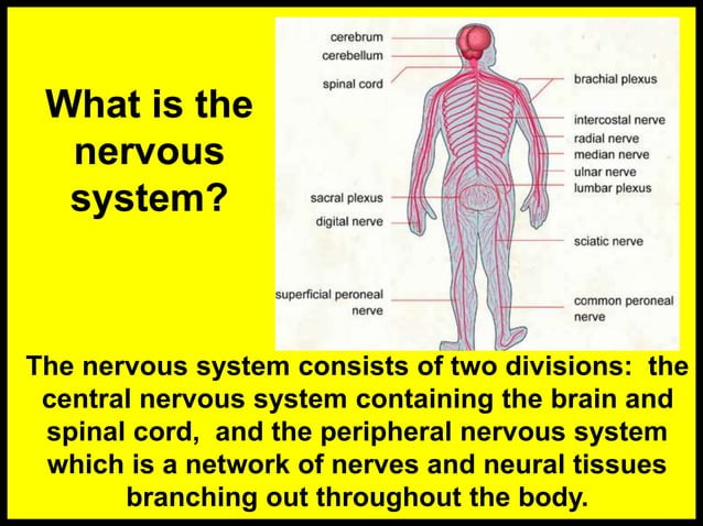 what is nervous system | PPT
