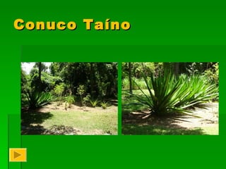 LA CULTURA TAÍNA | PPT