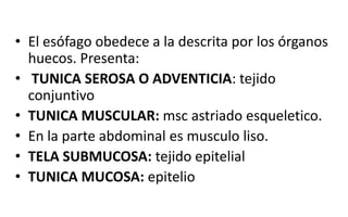 La digestion | PPTX
