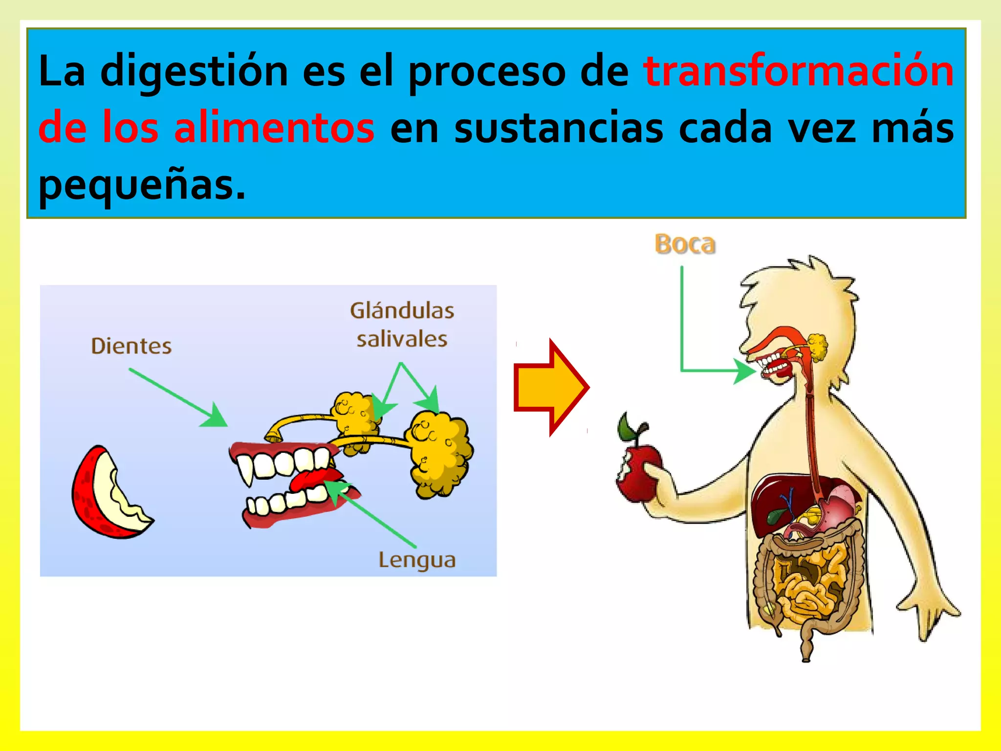 La digestion | PPT