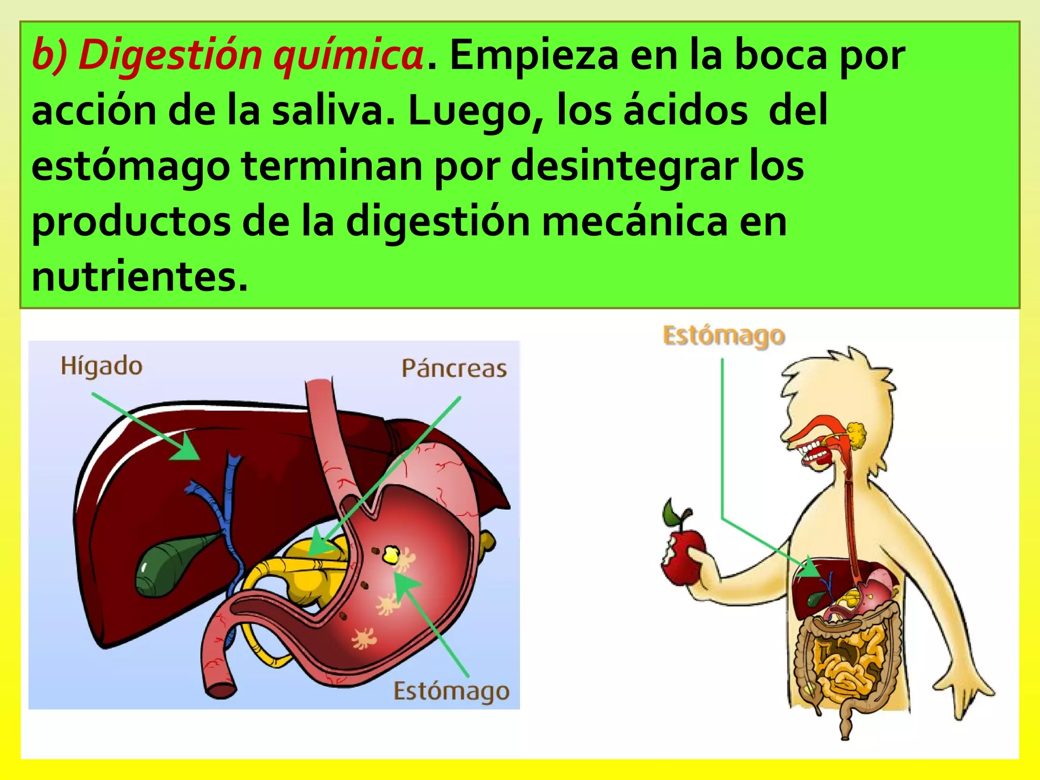 La digestion | PPT