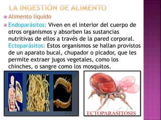La digestion en los animales | PPTX