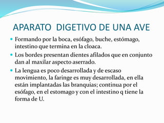 La digestion en las aves | PPTX | Birds | Pets