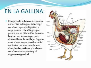 La digestion en las aves | PPTX