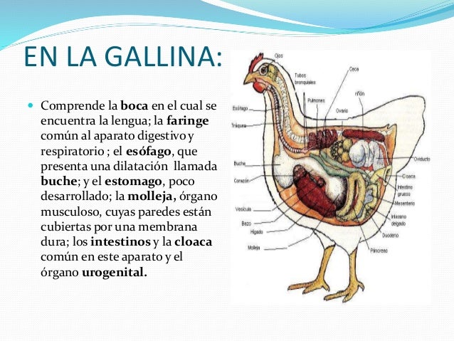 La digestion en las aves