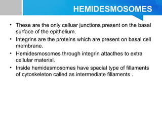 Cellular Junctions | PPT